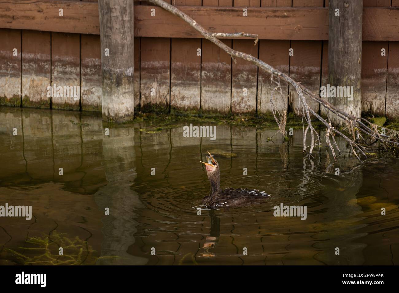 Anhinga - Surfacing from their dives to chase fish, anhingas, with ...