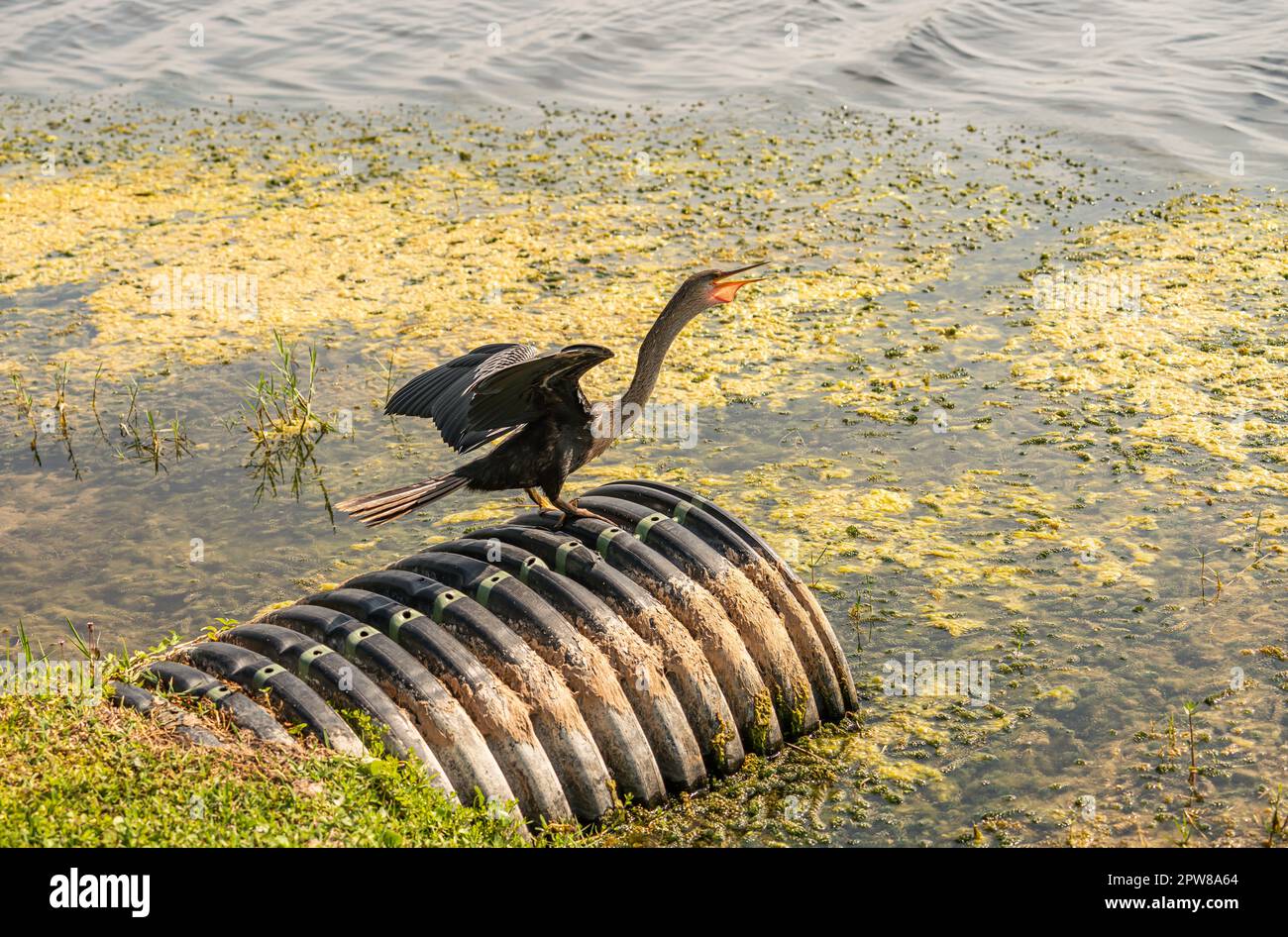 Anhinga - Surfacing from their dives to chase fish, anhingas, with ...