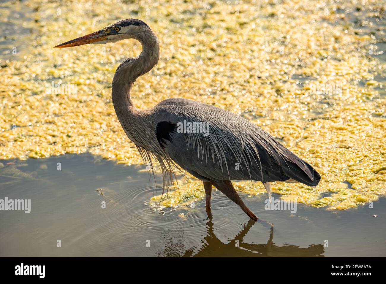 Florida heron in a wild environment: Nathan Benderson Park in Sarasota ...