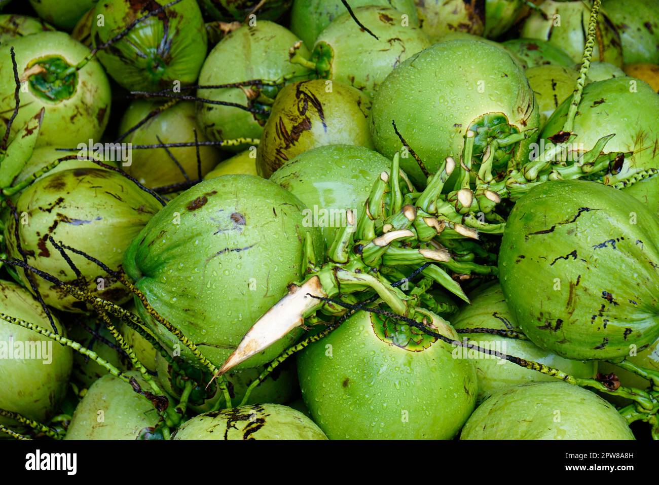 Filipino Fruit Trees