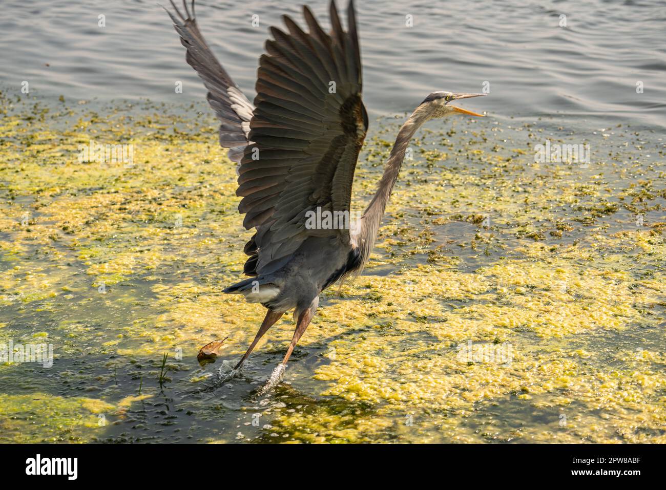 Florida heron in a wild environment: Nathan Benderson Park in Sarasota ...
