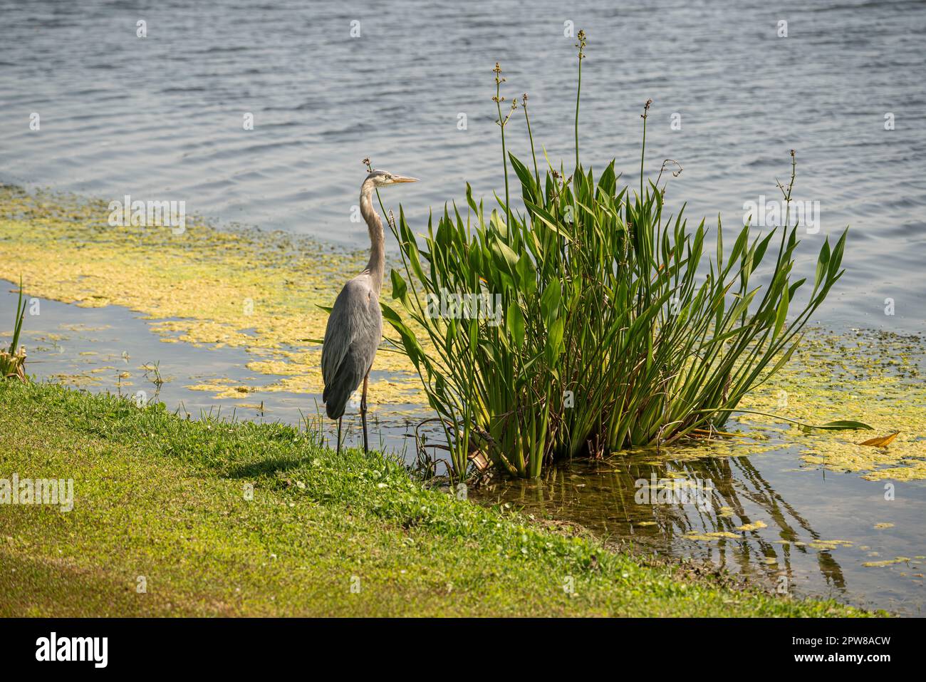 Florida heron in a wild environment: Nathan Benderson Park in Sarasota ...