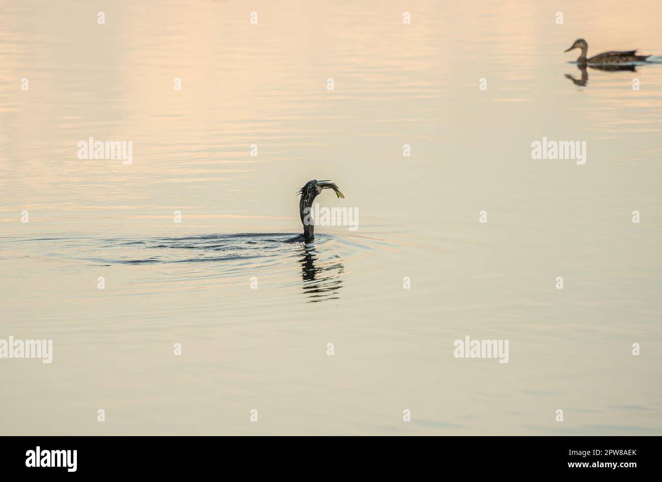 Anhinga - Surfacing from their dives to chase fish, anhingas, with ...