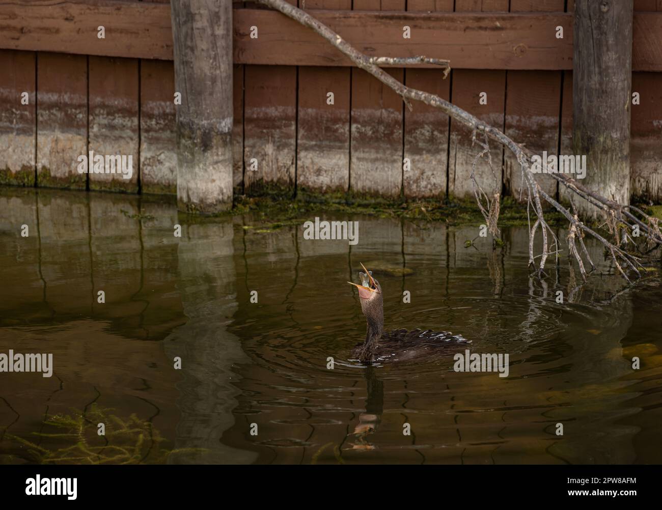 Nathan benders park hi-res stock photography and images - Alamy