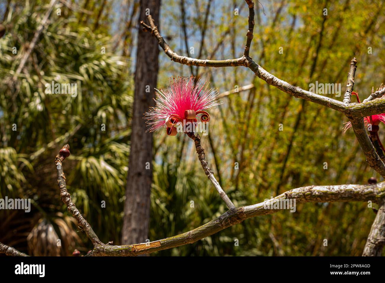 Powder puff tree in John Ringling Museum of Art and park in Sarasota ...