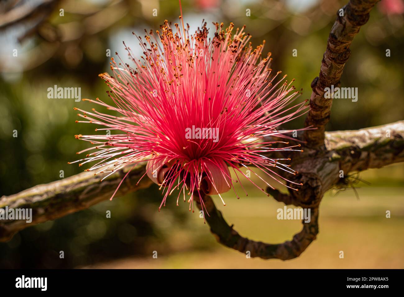 Powder puff tree in John Ringling Museum of Art and park in Sarasota ...