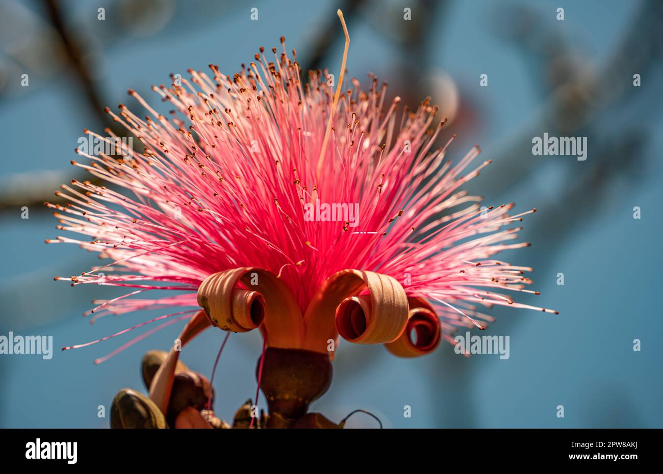 Powder puff tree in John Ringling Museum of Art and park in Sarasota ...