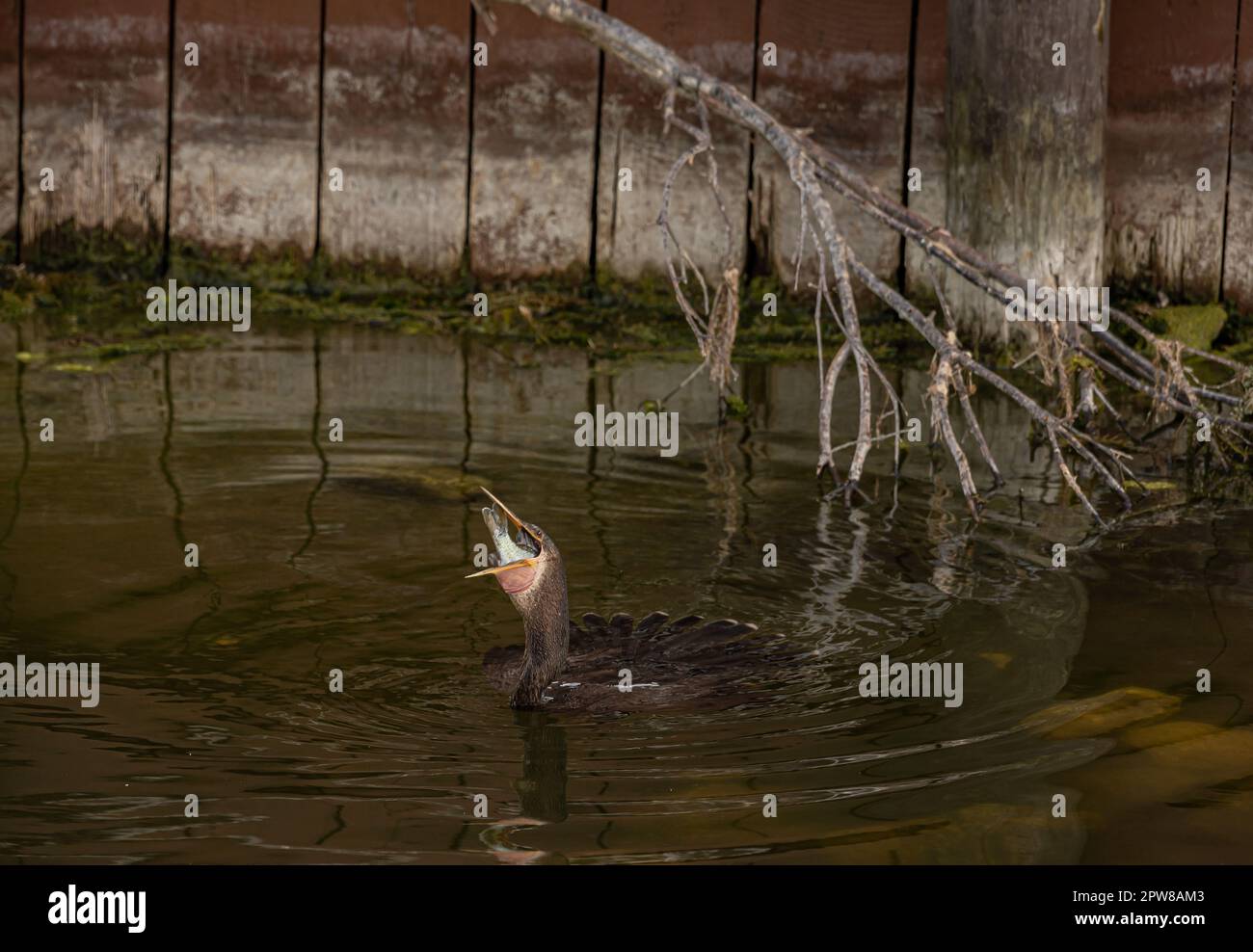 Anhinga - Surfacing from their dives to chase fish, anhingas, with ...