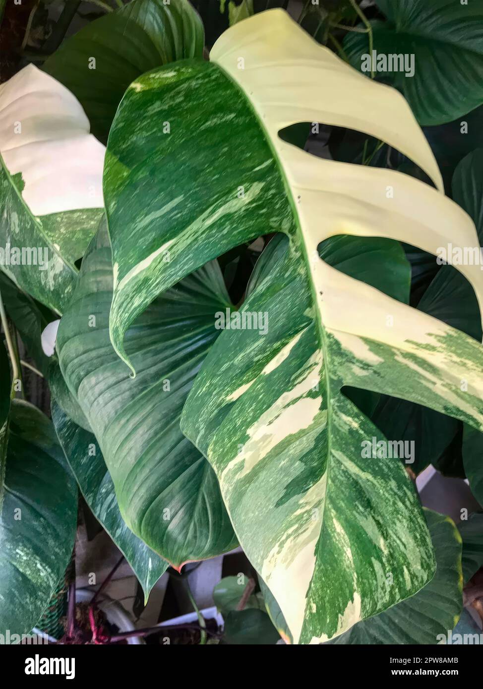 Monstera variegata hi-res stock photography and images - Alamy
