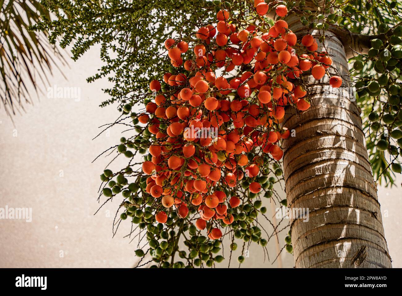 Beautiful Orange Berries Of The Palm Tree In Sarasota Florida Palm Fruits Can Be Juicy Sweet