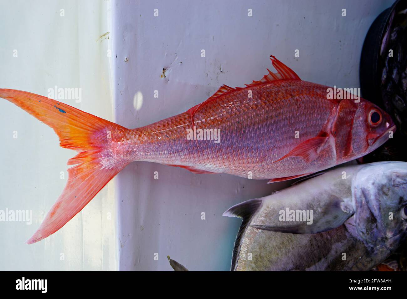 fresh fish from a fisherman village on the philippine islands Stock ...