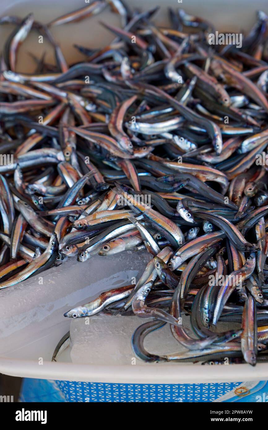 Philippine shellfish hi-res stock photography and images - Alamy