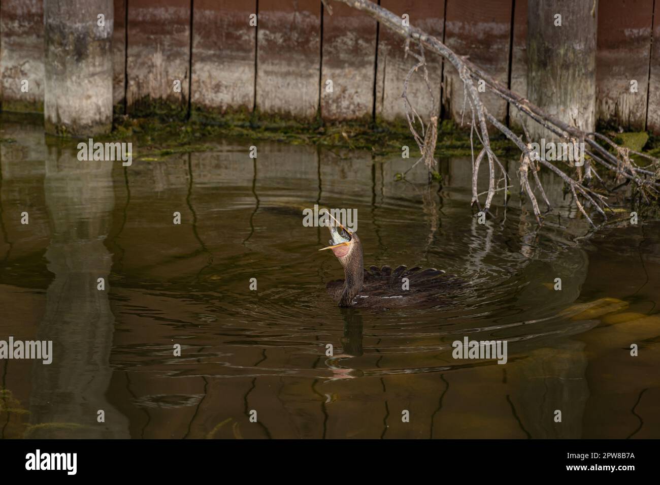 Anhinga - Surfacing from their dives to chase fish, anhingas, with ...