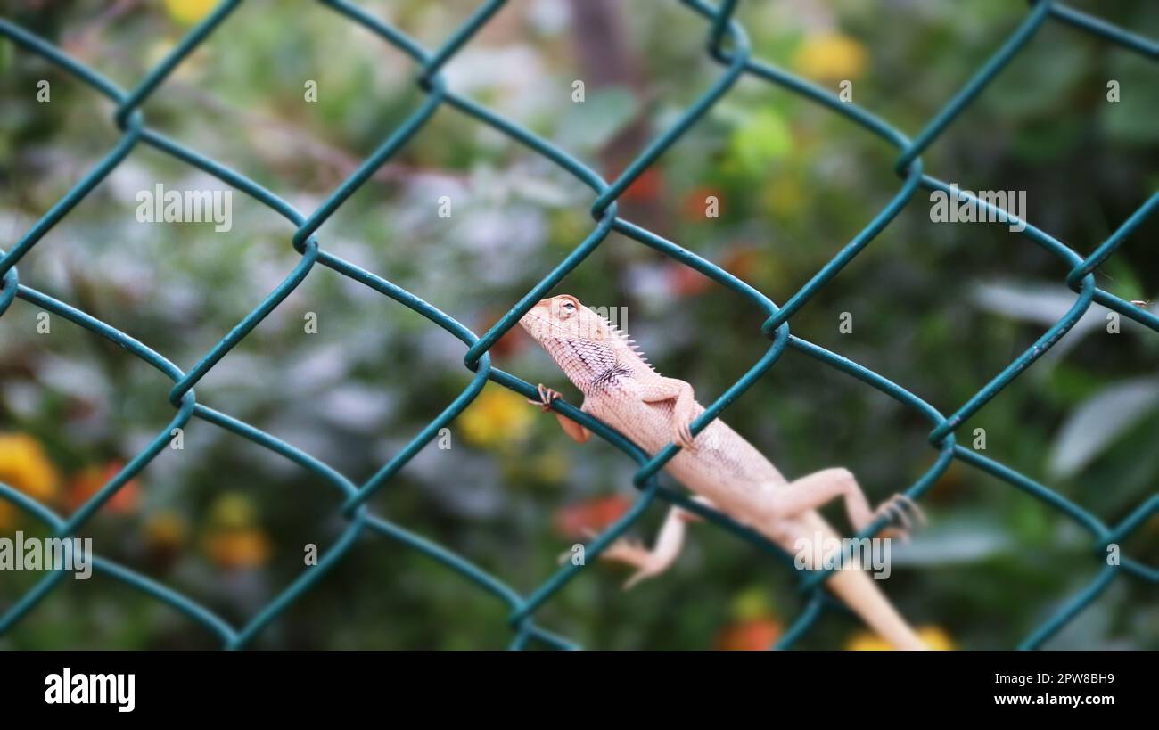 lizard climb on a net Stock Photo - Alamy
