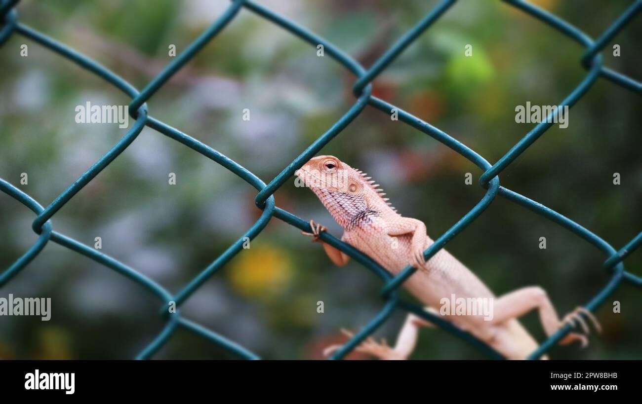 Lizard behind a net Stock Photo - Alamy