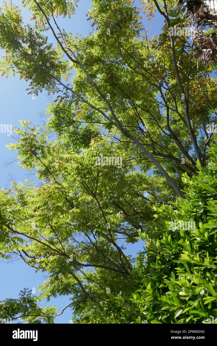 Los Angeles, California, USA 28th April 2023 A tree in The Oaks on ...