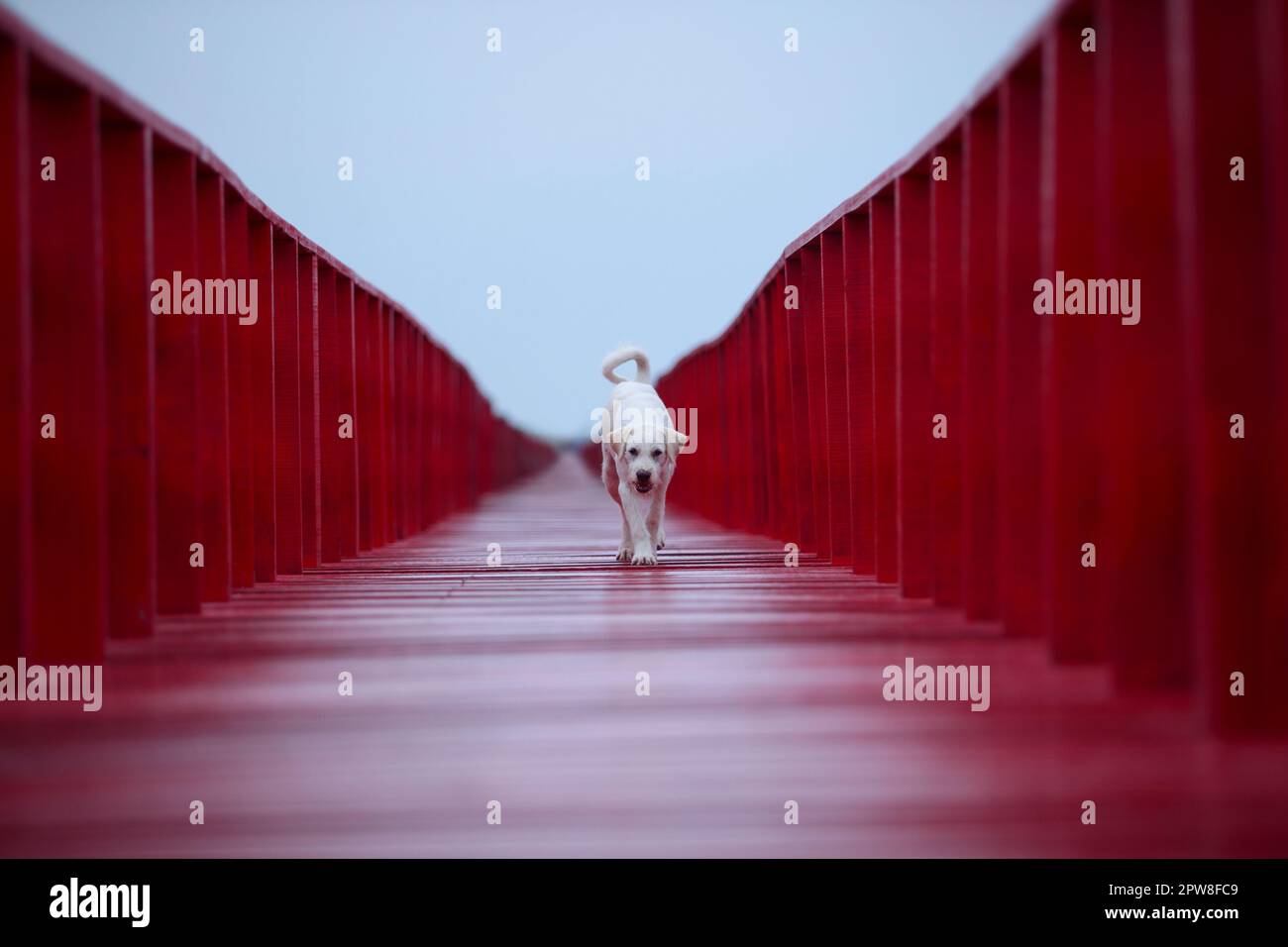 perspective of white dog walking on red wood bridge Stock Photo - Alamy