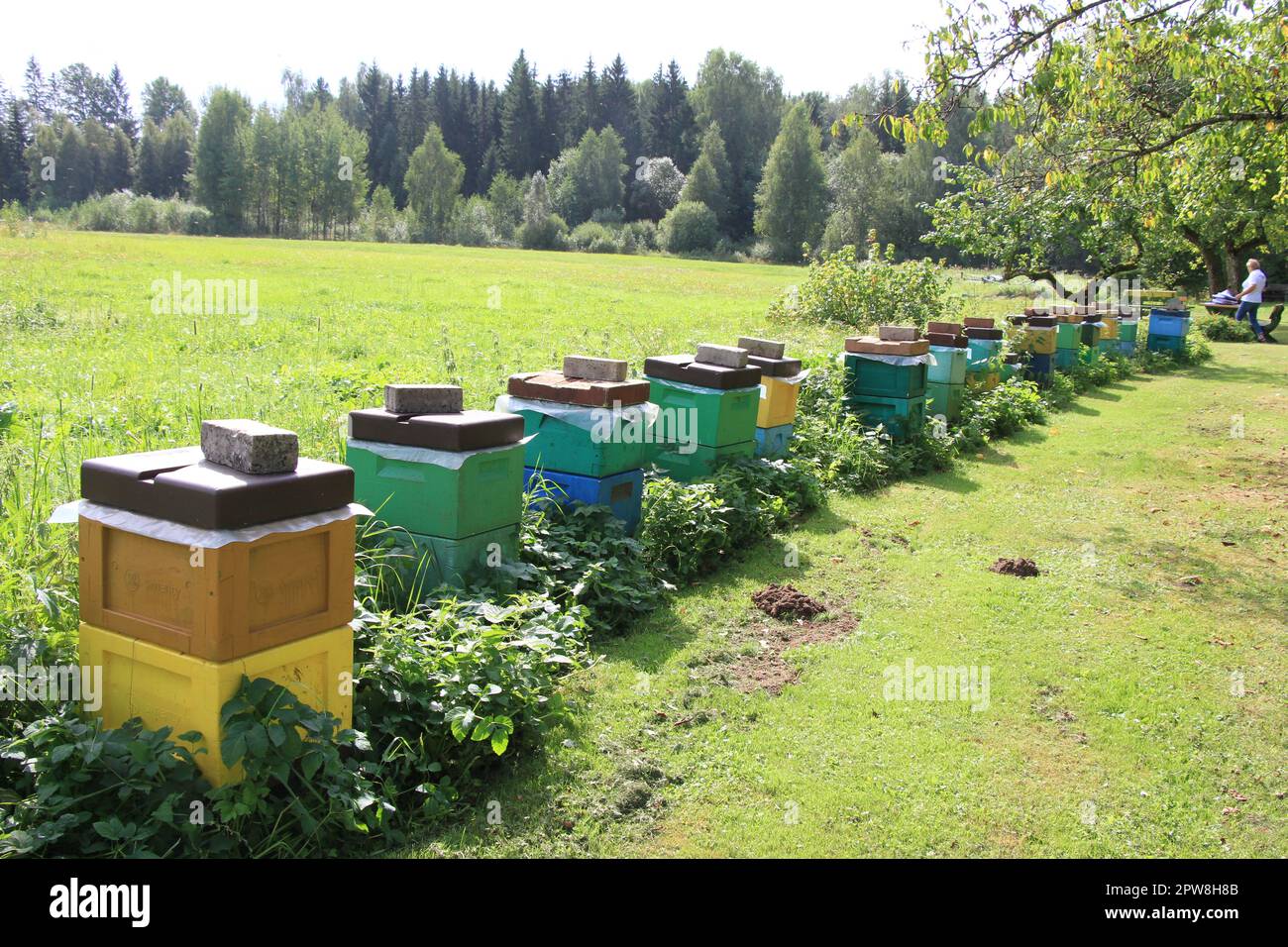 Lithuanian bees hi-res stock photography and images - Alamy