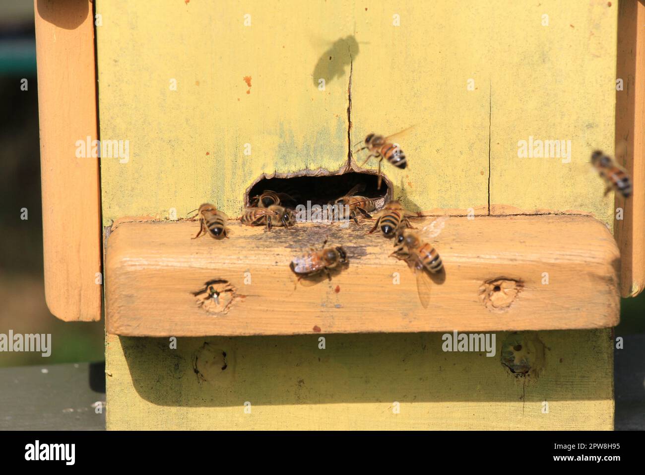 Bee farm in Lithuania, Europe Stock Photo - Alamy