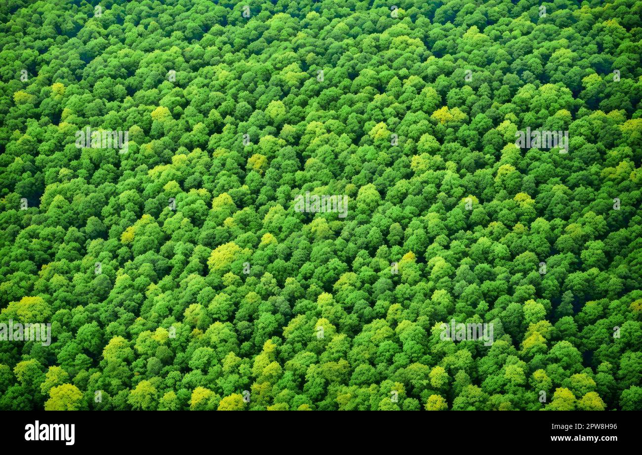 Aerial top view forest tree, Rainforest ecosystem and healthy ...