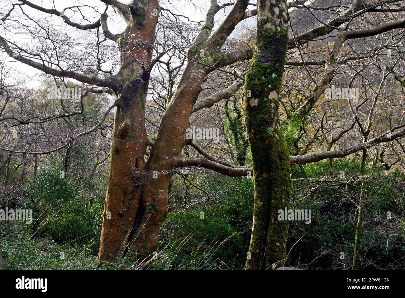 Forest, Doolough Valley, County Mayo, Ireland Stock Photo - Alamy