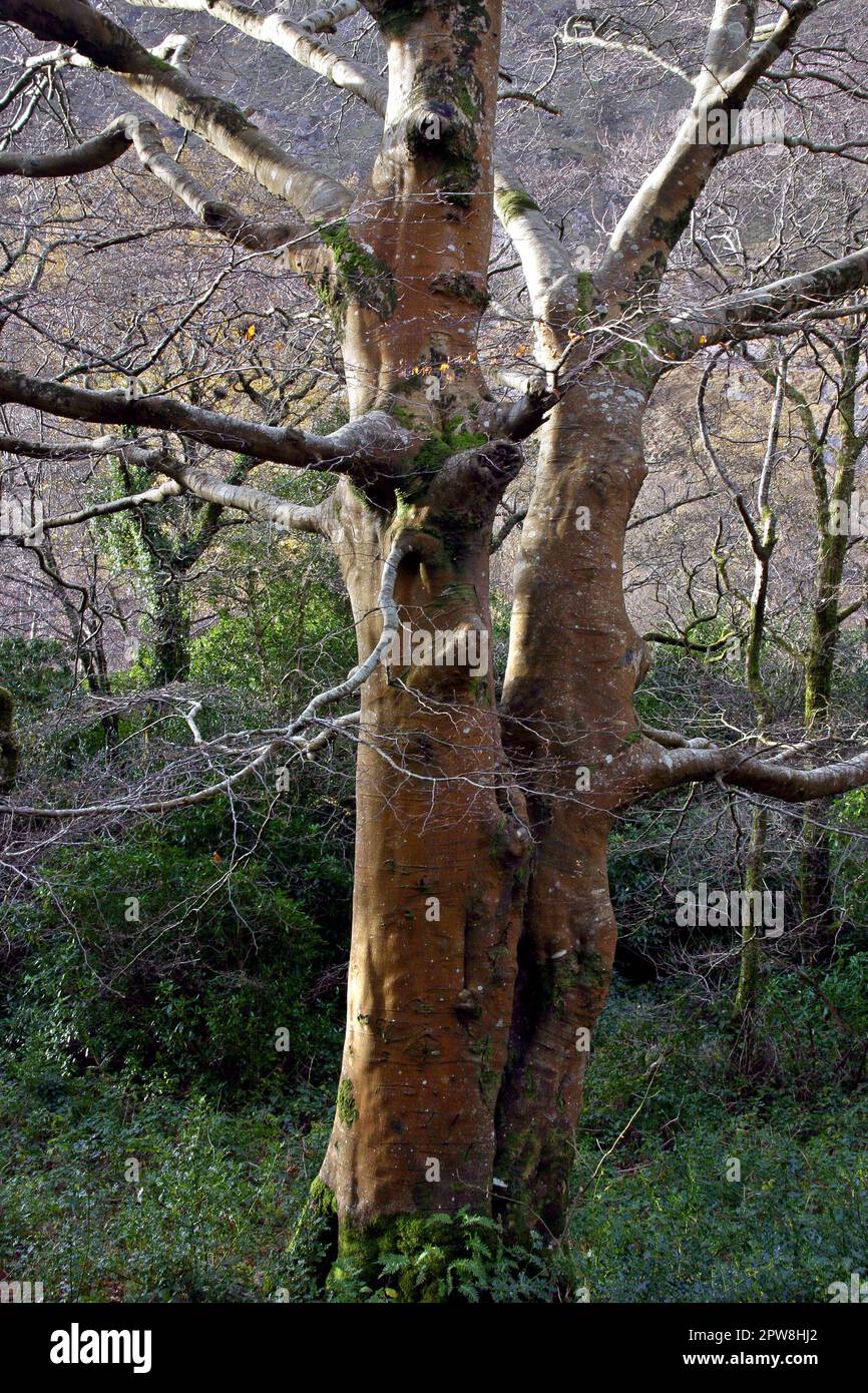 Forest, Doolough Valley, County Mayo, Ireland Stock Photo - Alamy