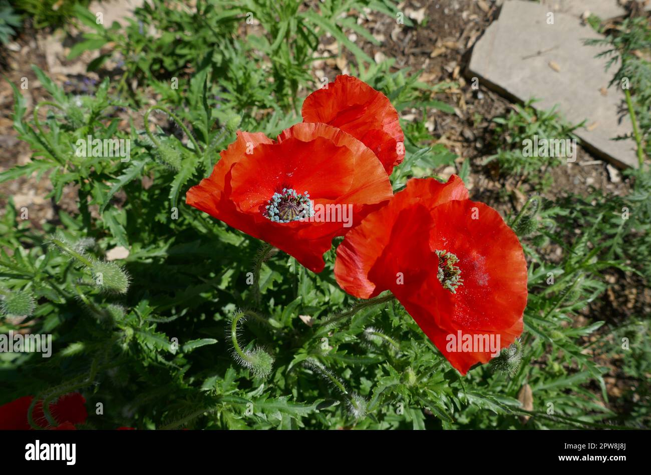Los Angeles, California, USA 28th April 2023 Poppies in The Oaks on ...