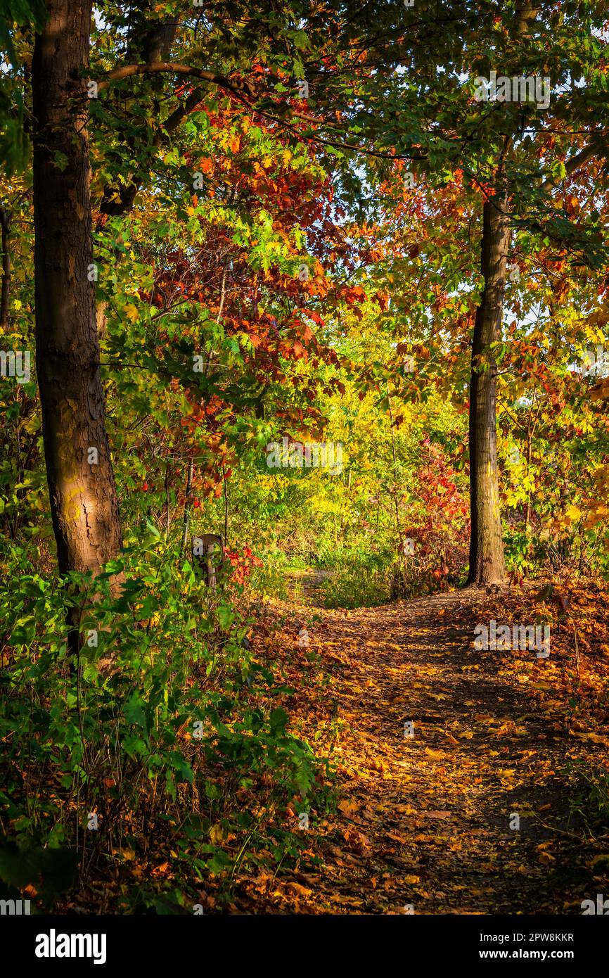 Path in autumn forest tranquil scenery as the sun begins to set ...