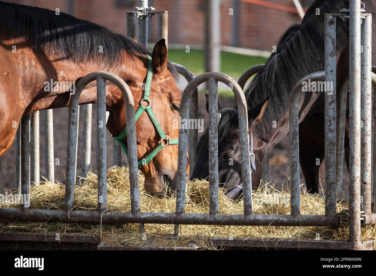 Pile of hay hi-res stock photography and images - Alamy
