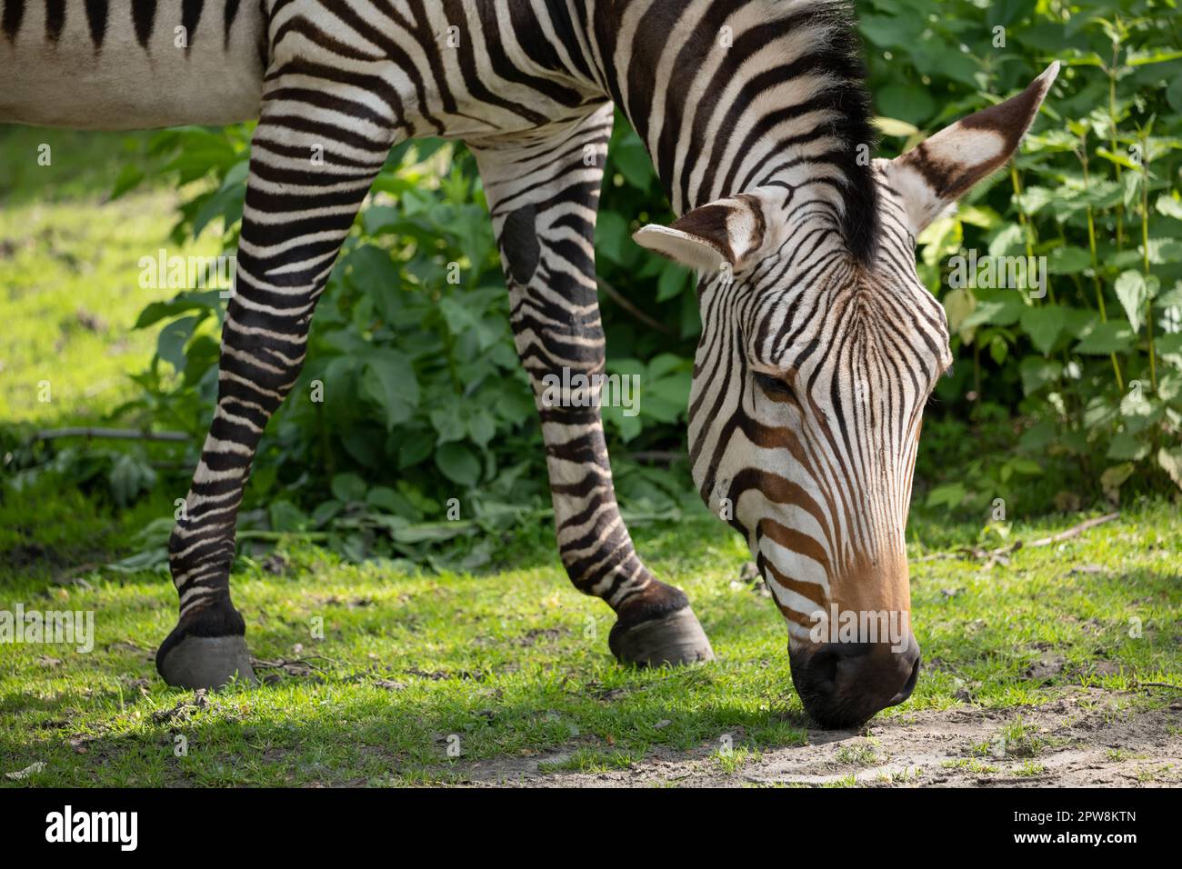 Hartmann's mountain zebra (Equus zebra Hartmannae), animal in the ...