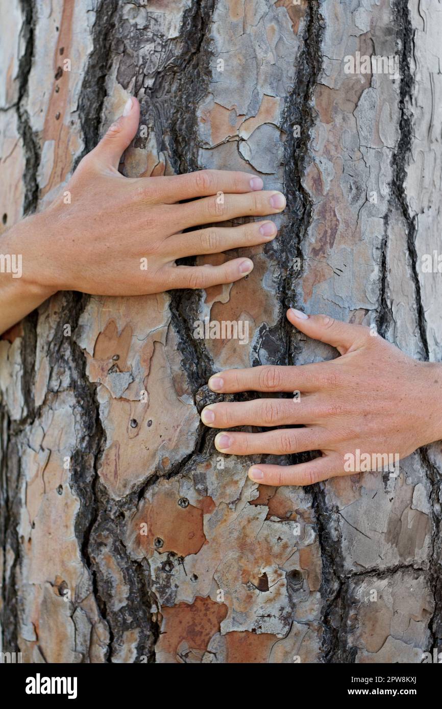 Closeup, tree and person with a hug, protection and natural care with ...