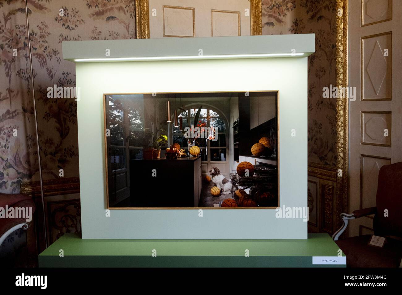 Pictures exhibition named “Divas Dog portraits” by Francesco Pergolesi ...