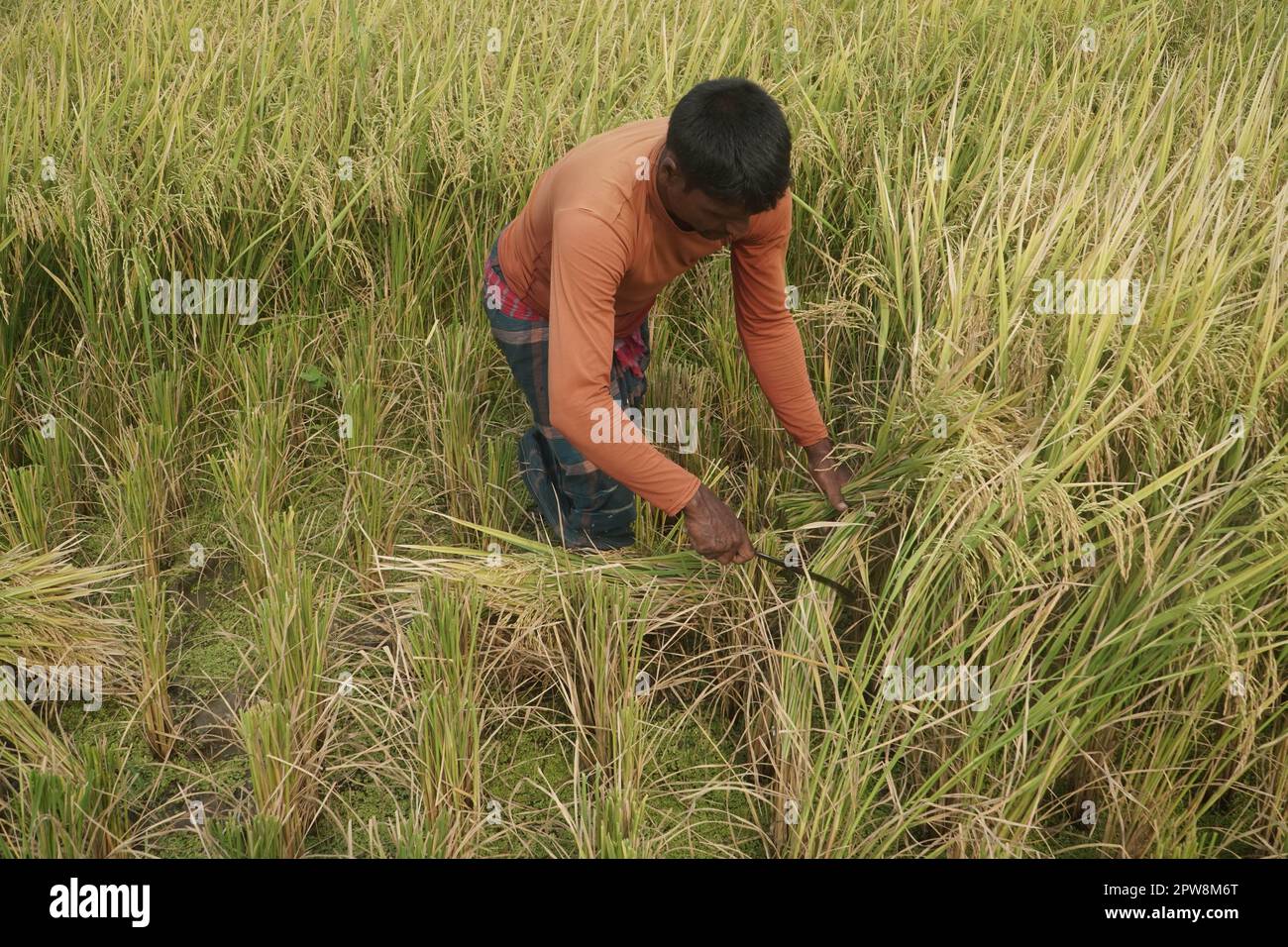 Farmer cuts paddy hi-res stock photography and images - Alamy