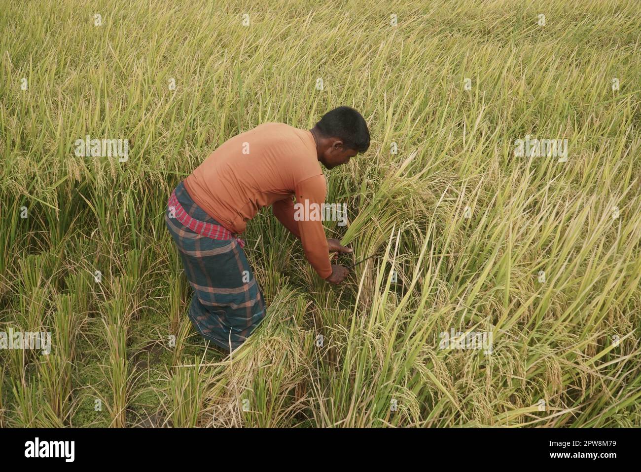 Farmer cuts paddy hi-res stock photography and images - Alamy