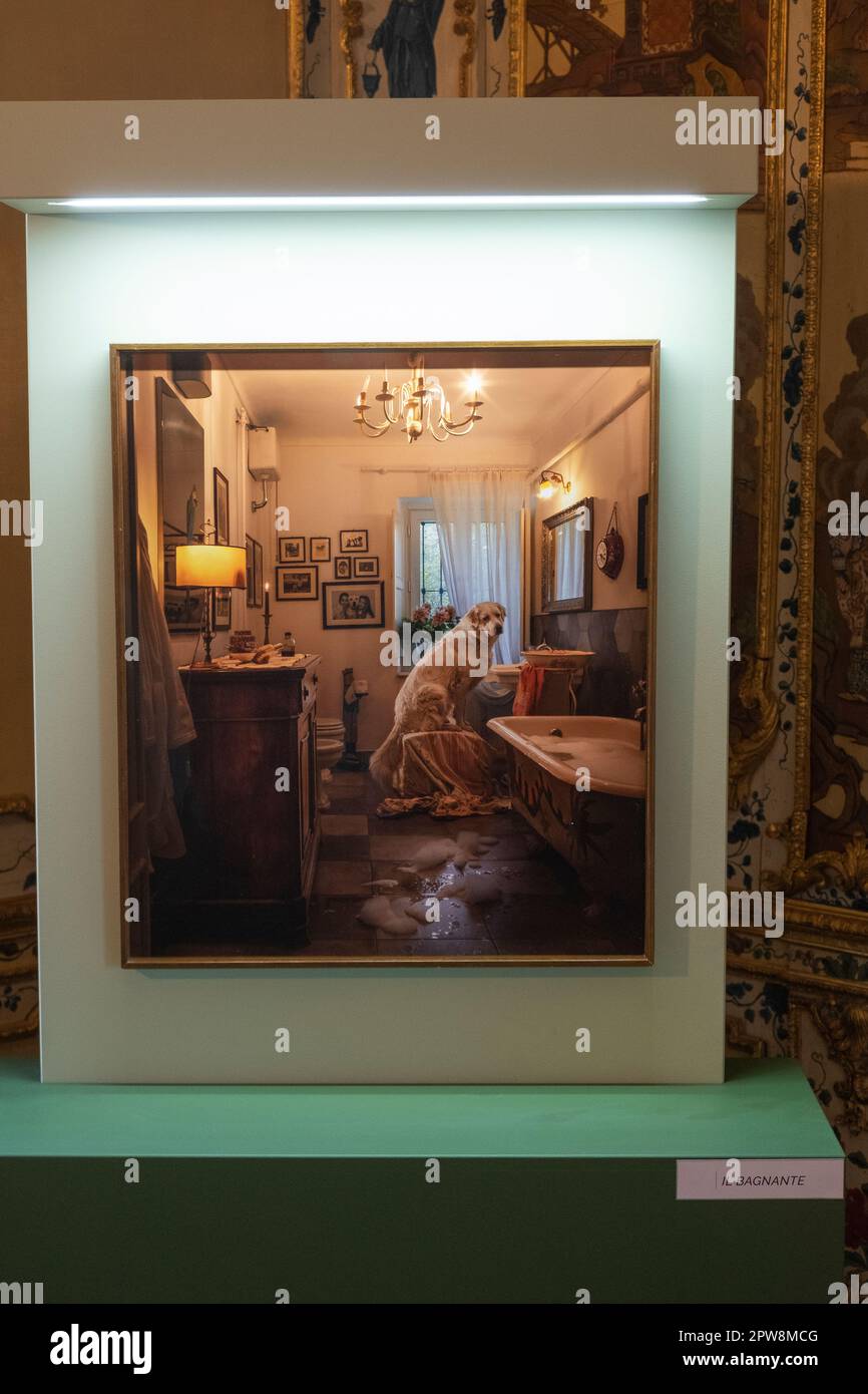 Pictures exhibition named “Divas Dog portraits” by Francesco Pergolesi ...