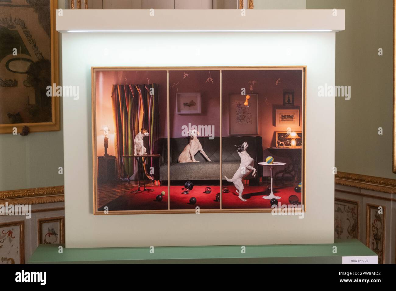 Pictures exhibition named “Divas Dog portraits” by Francesco Pergolesi ...