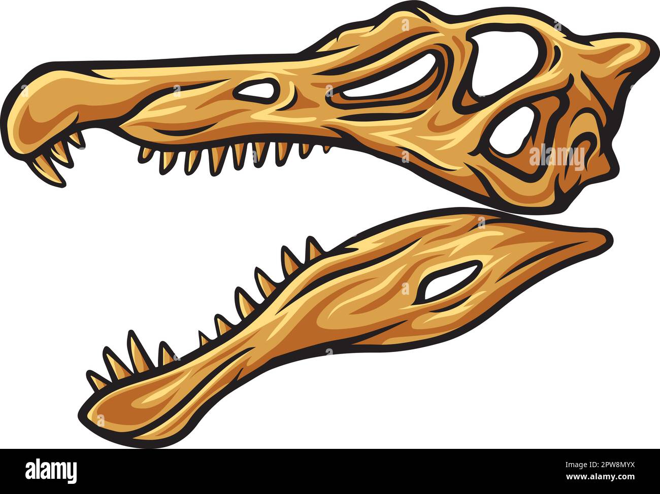 Spinosaurus dinosaur skull fossil Stock Vector Image & Art - Alamy