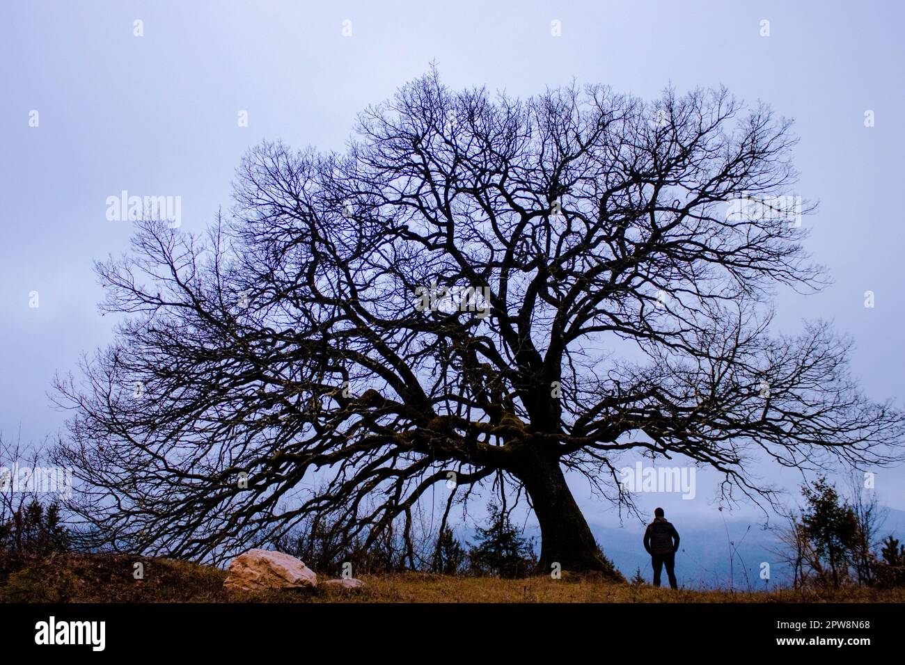 Misty Blue Sky with Silhouette of a Sycamore Tree and Back View of a ...