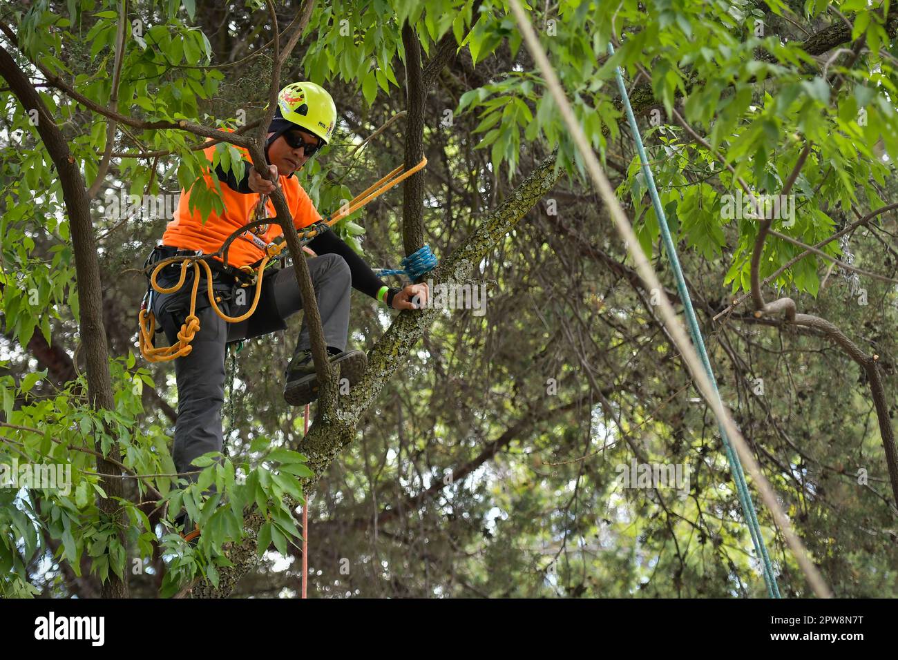 April 28,2023 Toluca Mexico : With the participation of 30 tree ...