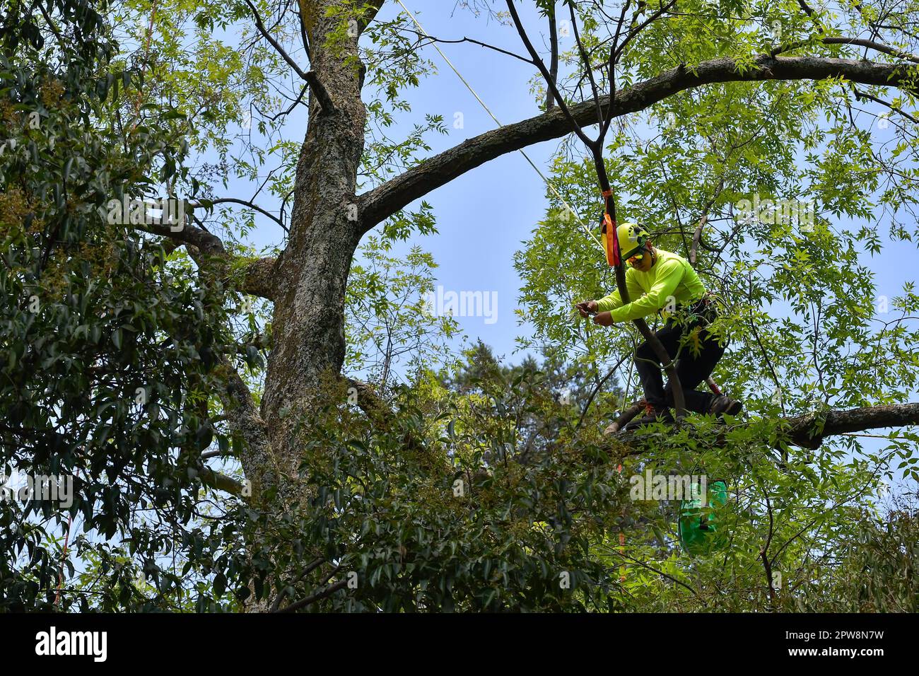 April 28,2023 Toluca Mexico : With the participation of 30 tree ...