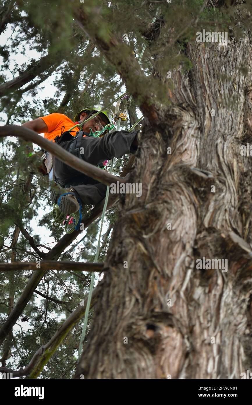 April 28,2023 Toluca Mexico : With the participation of 30 tree ...