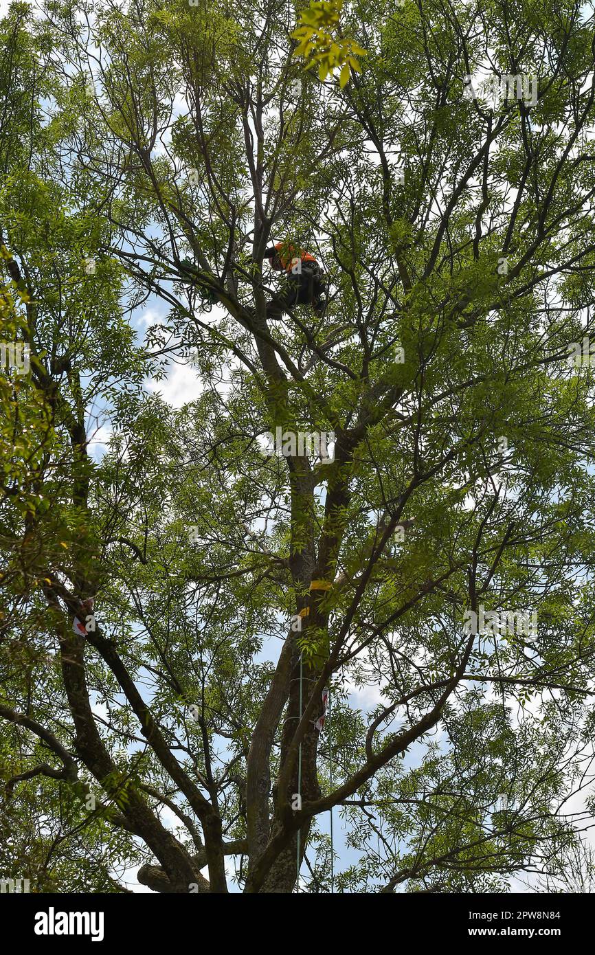 April 28,2023 Toluca Mexico : With the participation of 30 tree ...