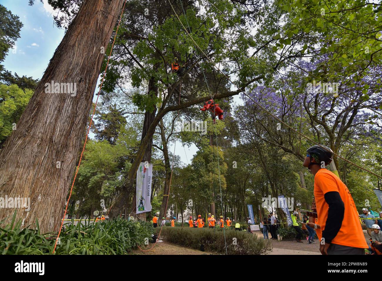 April 28,2023 Toluca Mexico : With the participation of 30 tree ...