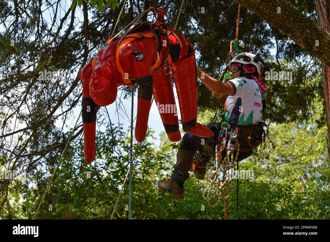 April 28,2023 Toluca Mexico : With the participation of 30 tree ...
