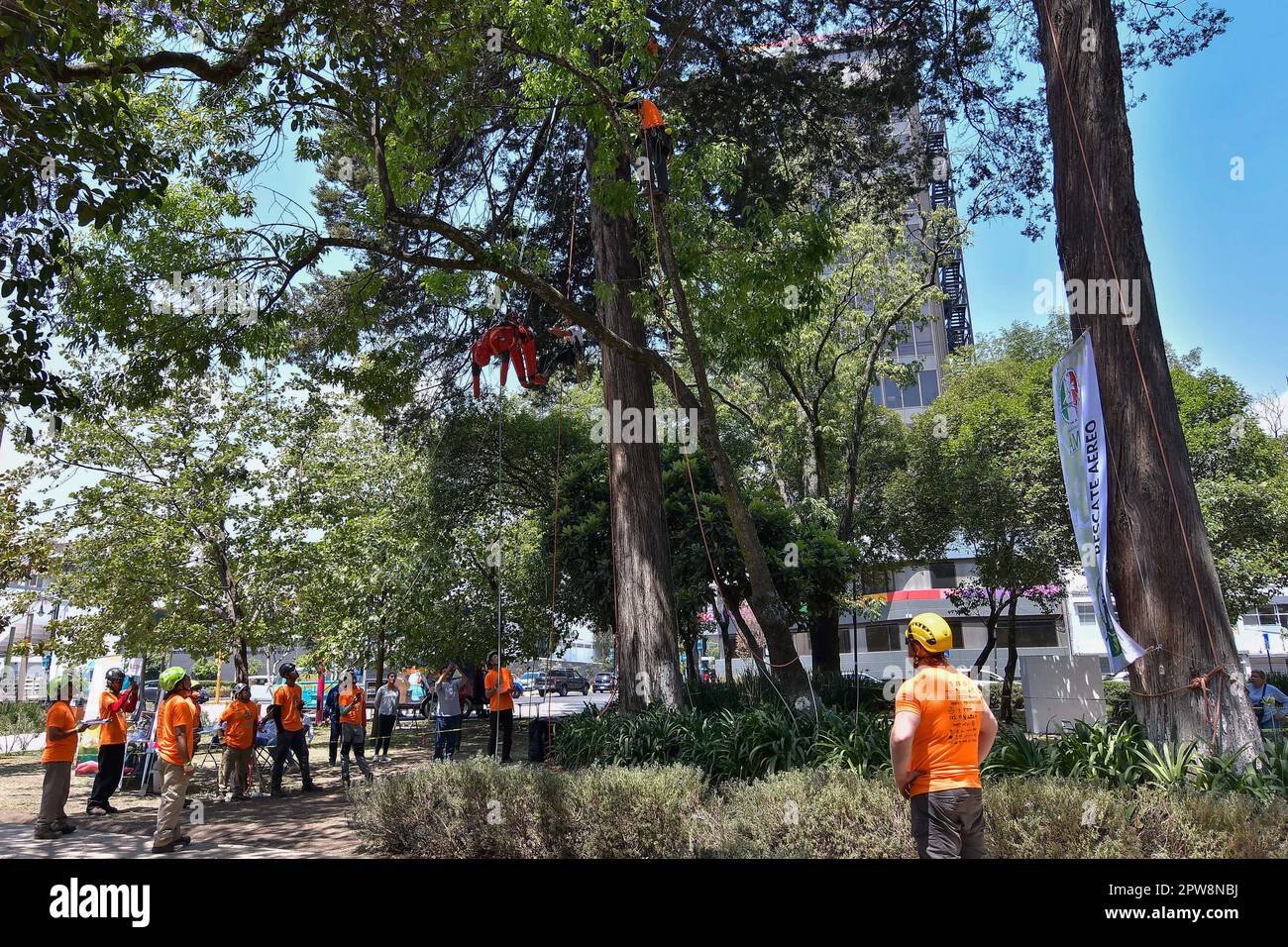 April 28,2023 Toluca Mexico : With the participation of 30 tree ...