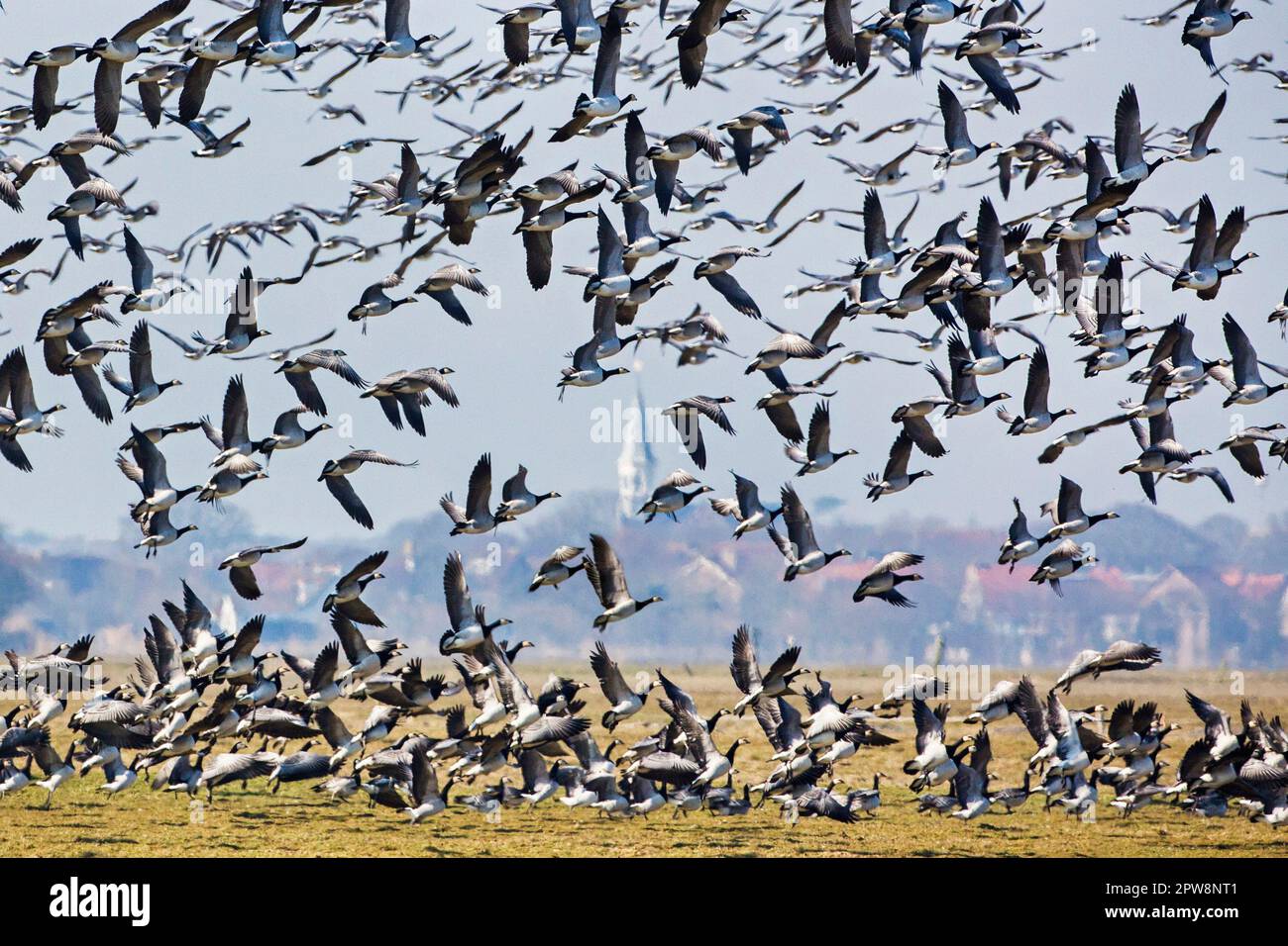 Barnacle Geese (Branta leucopsis) flying. Wadden Sea. UNESCO World ...