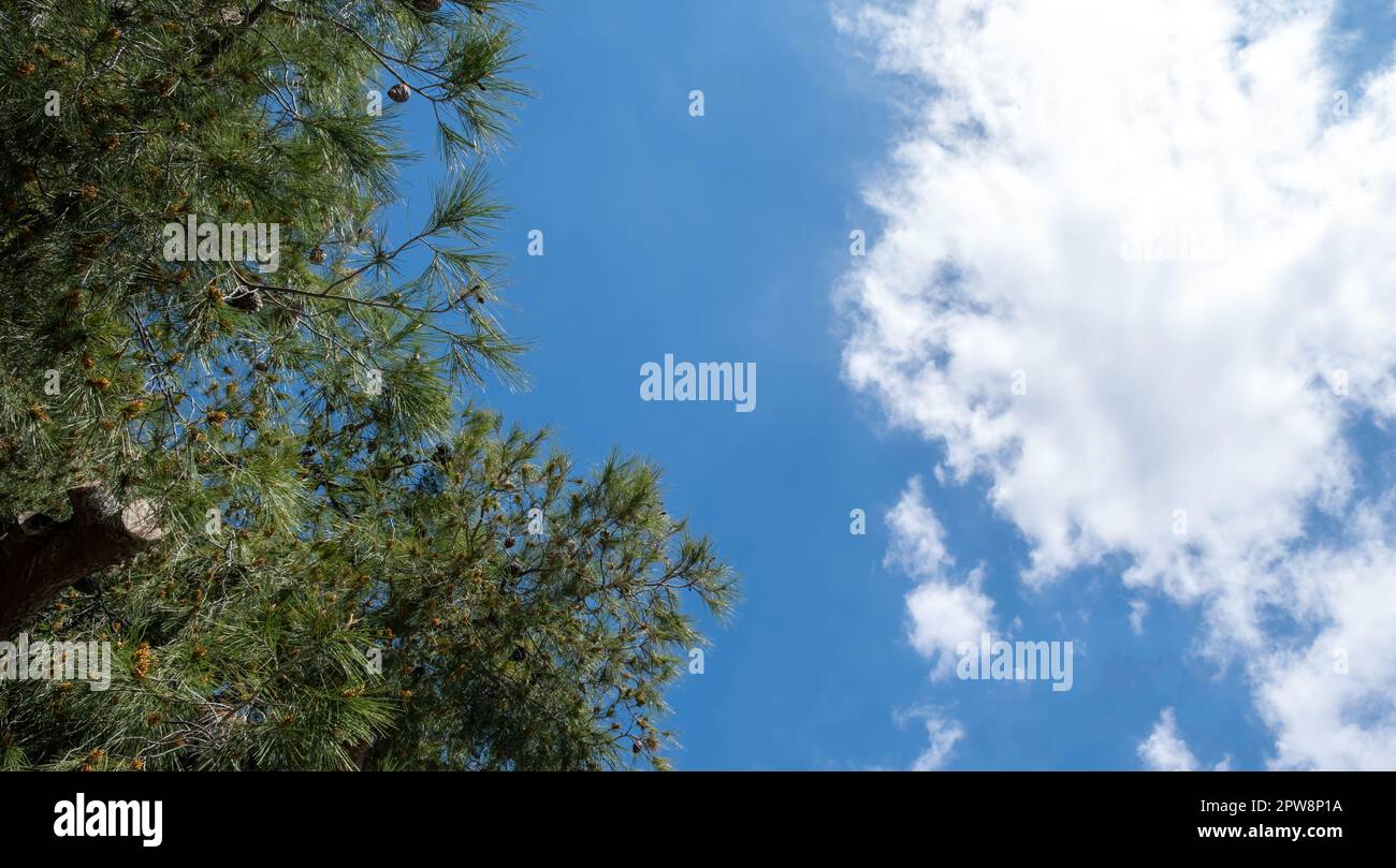 Pine tree touching the heaven. Evergreen coniferous resinous fresh pine ...