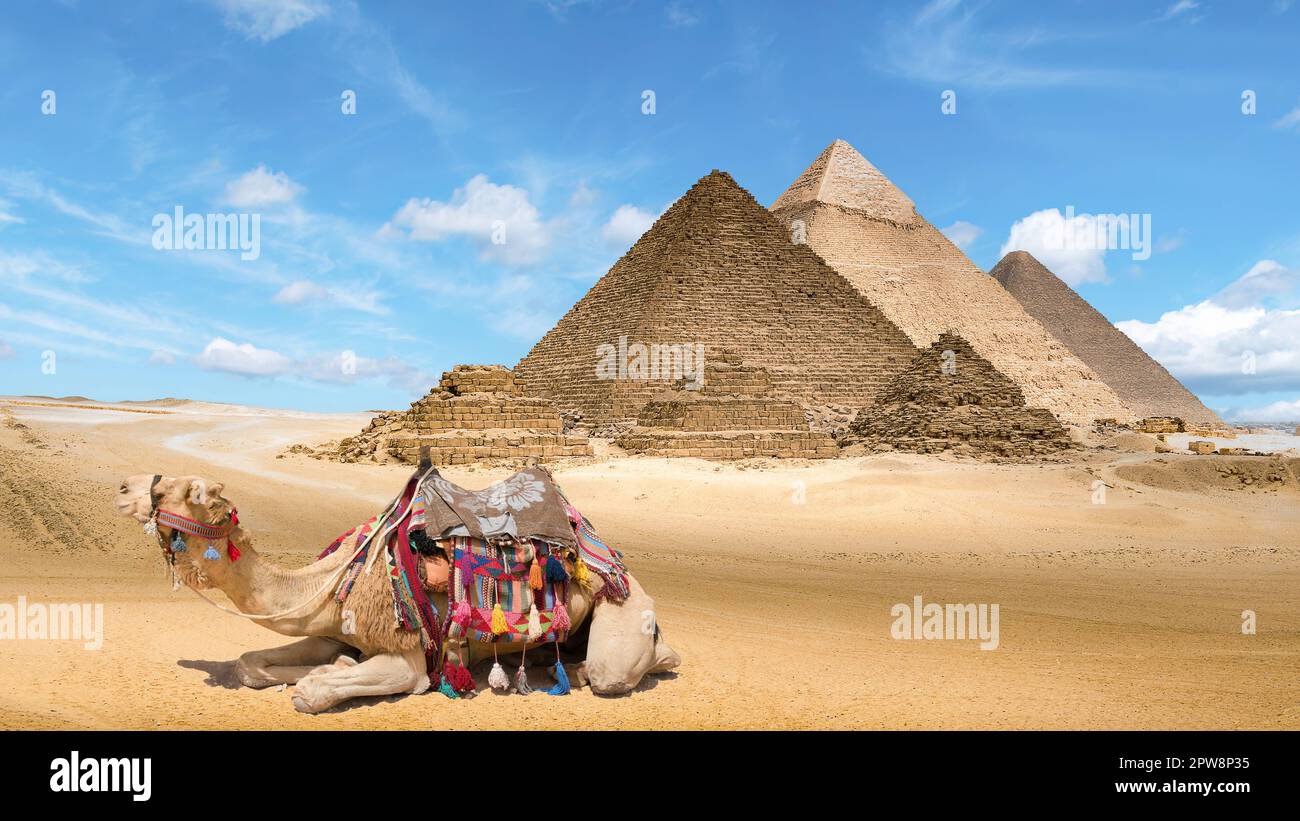 Camel looking at pyramids of giza hi-res stock photography and images ...