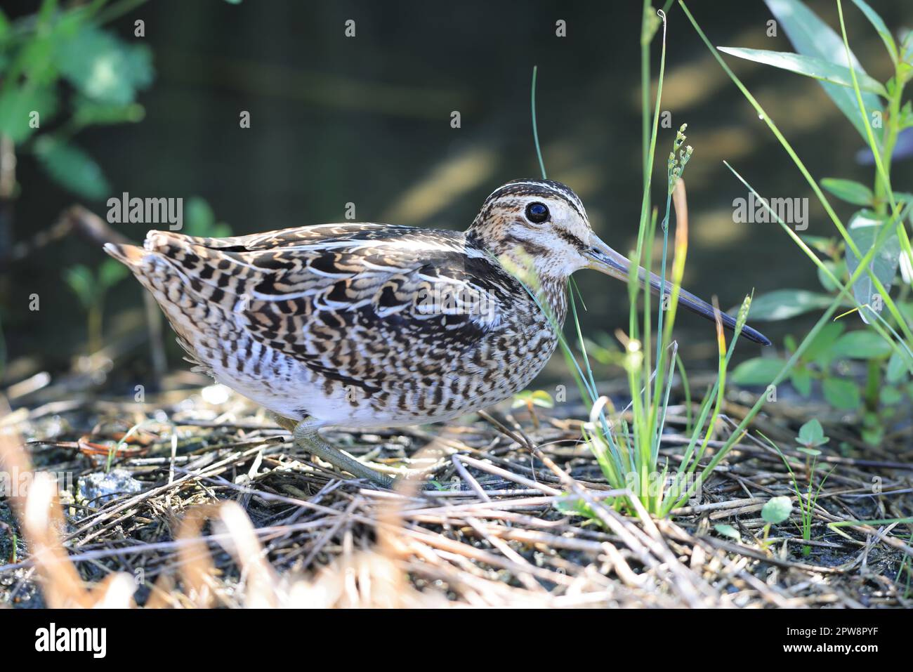 Pintail Snipe (Gallinago stenura) juvenile in Japan Stock Photo - Alamy