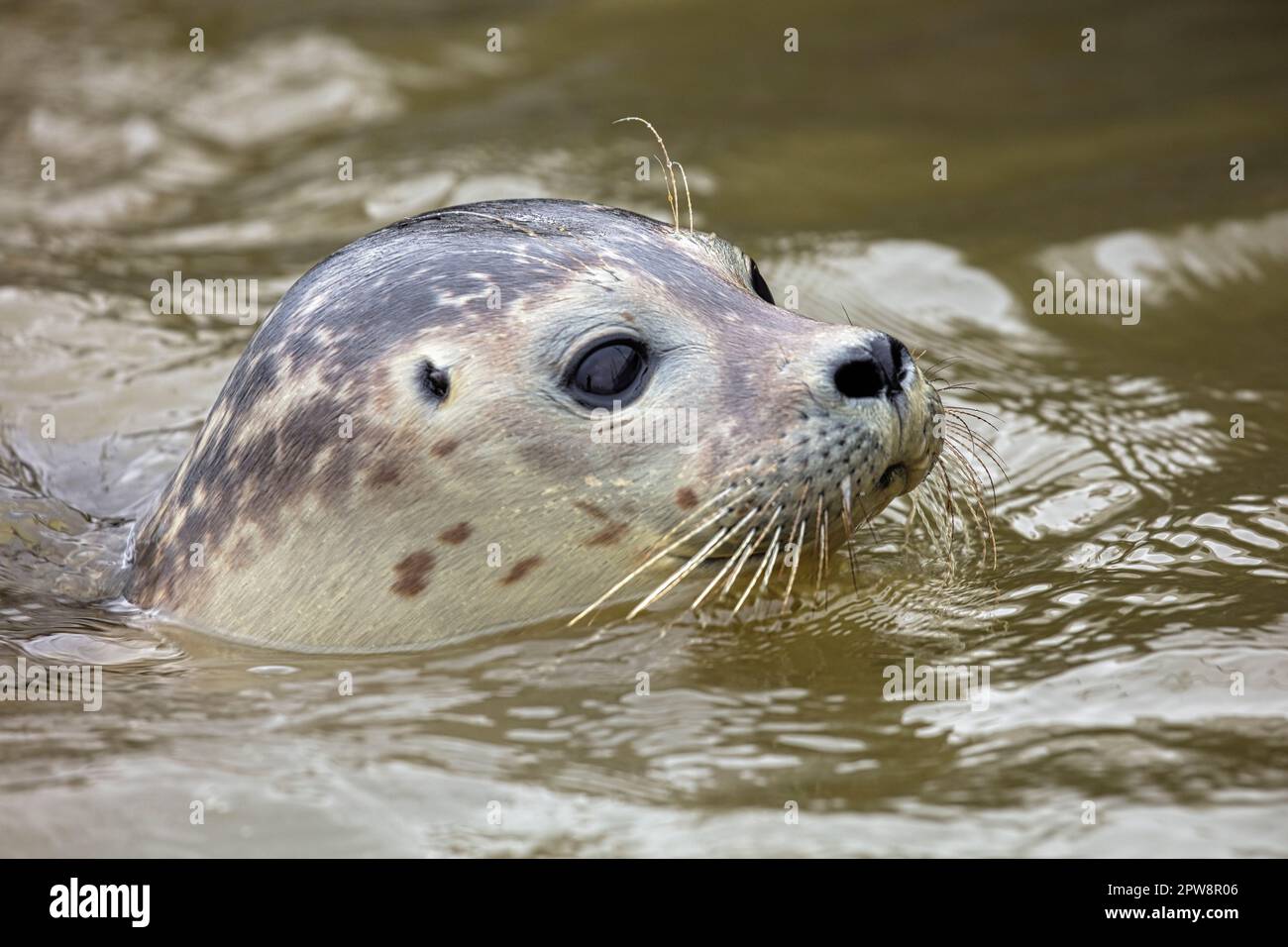 The Netherlands, Pieterburen, Wadden Sea, Unesco World Heritage Site. Harbor (or harbour) seals ...